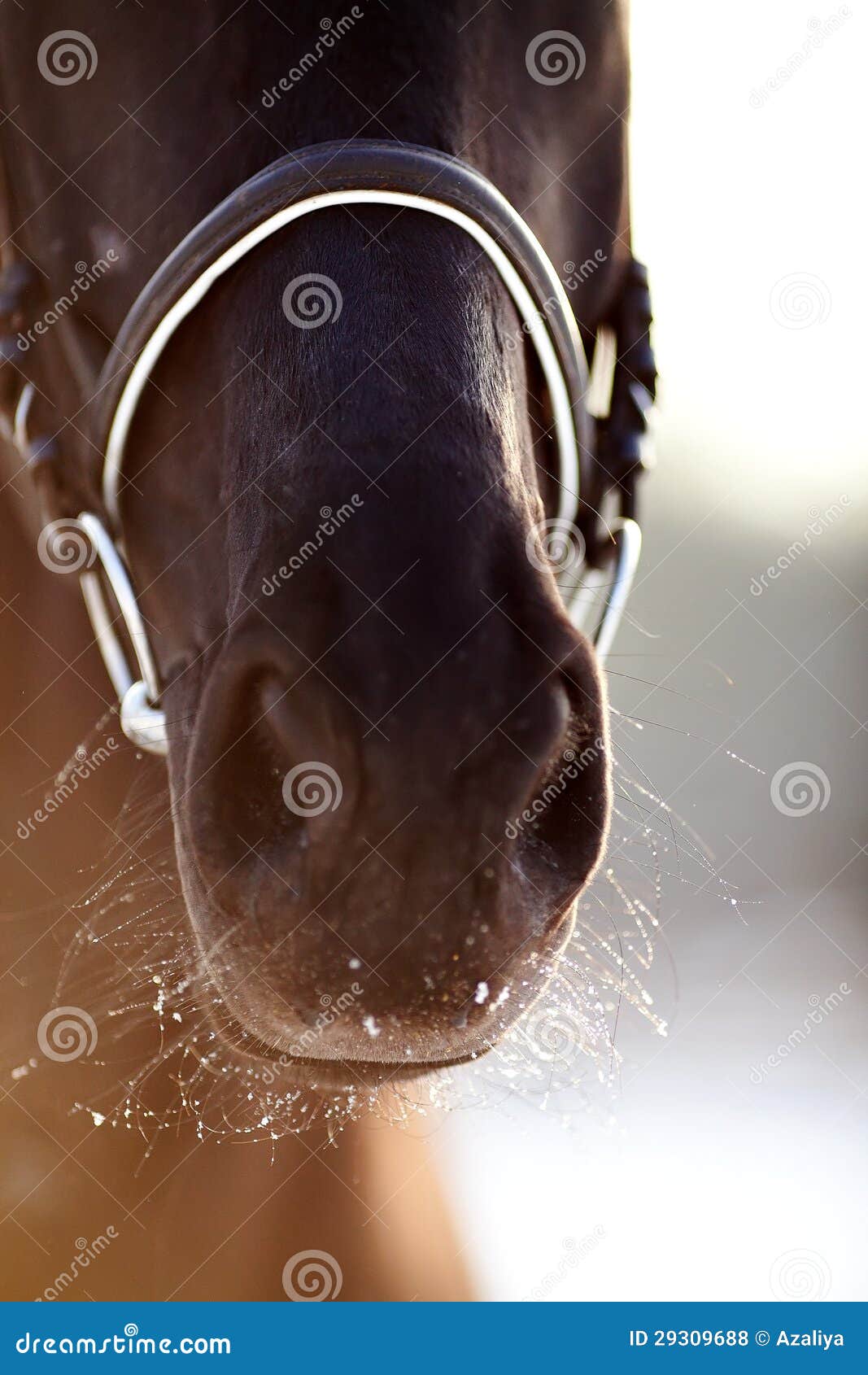 Nose of a horse. stock photo. Image of nose, nature, riding - 29309688