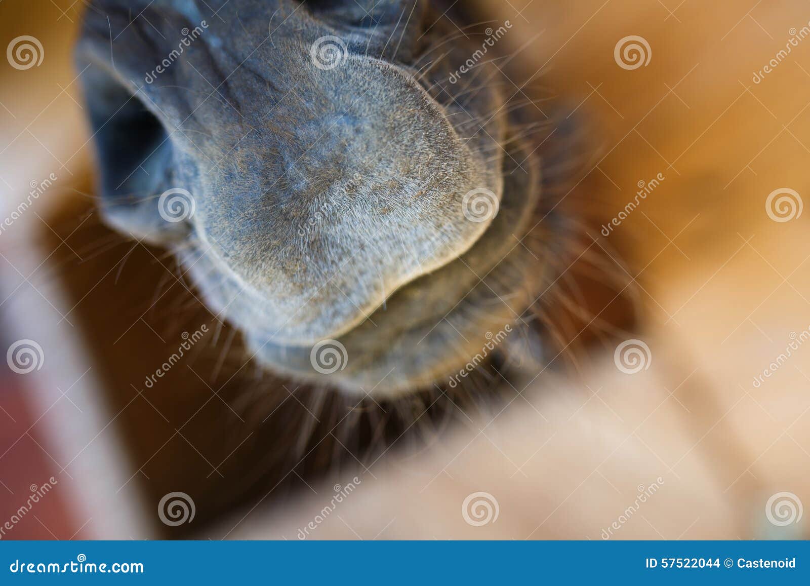 Nose of a horse close up stock photo. Image of animal - 57522044
