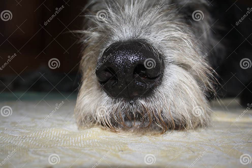 Nose stock photo. Image of irish, nose, wolfhound, gray - 61259974