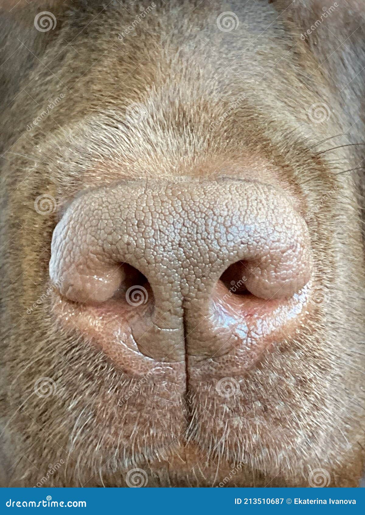 Nose stock image. Image of labrador, snout, source, skin - 213510687