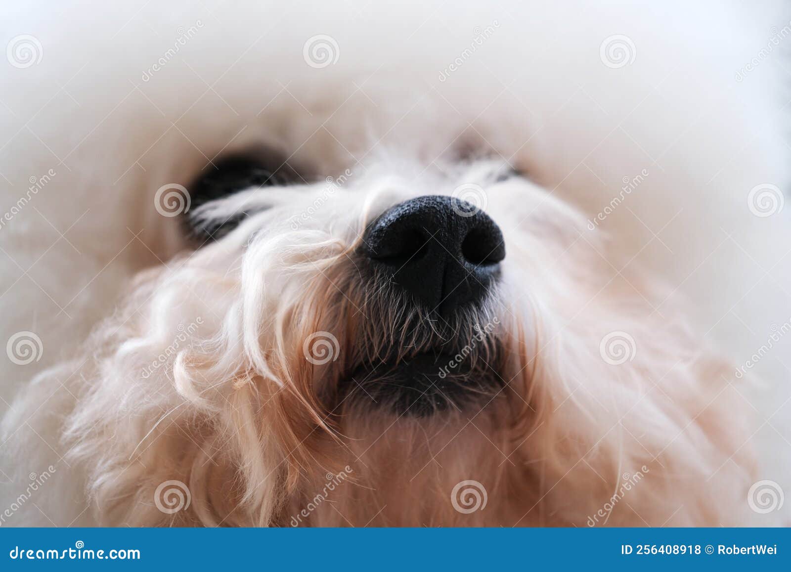 Nose of One White Bichon Frise Dog Stock Photo - Image of purebred ...