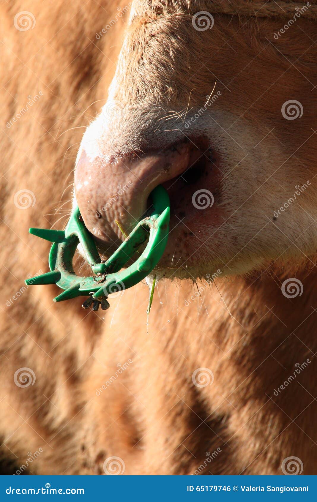 Nose piercings stock photo. Image of rural, characters - 65179746