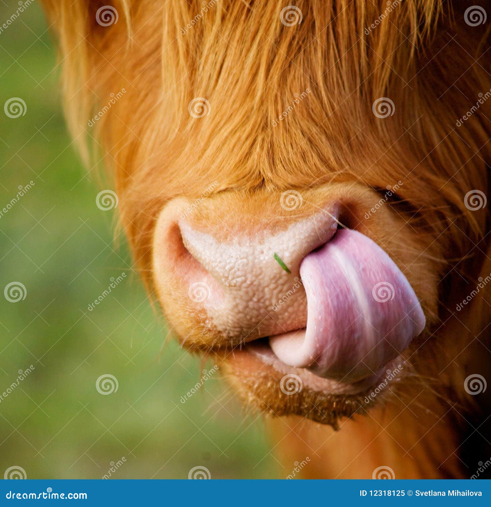 The nose of shaggy calf stock image. Image of nose, haired - 12318125