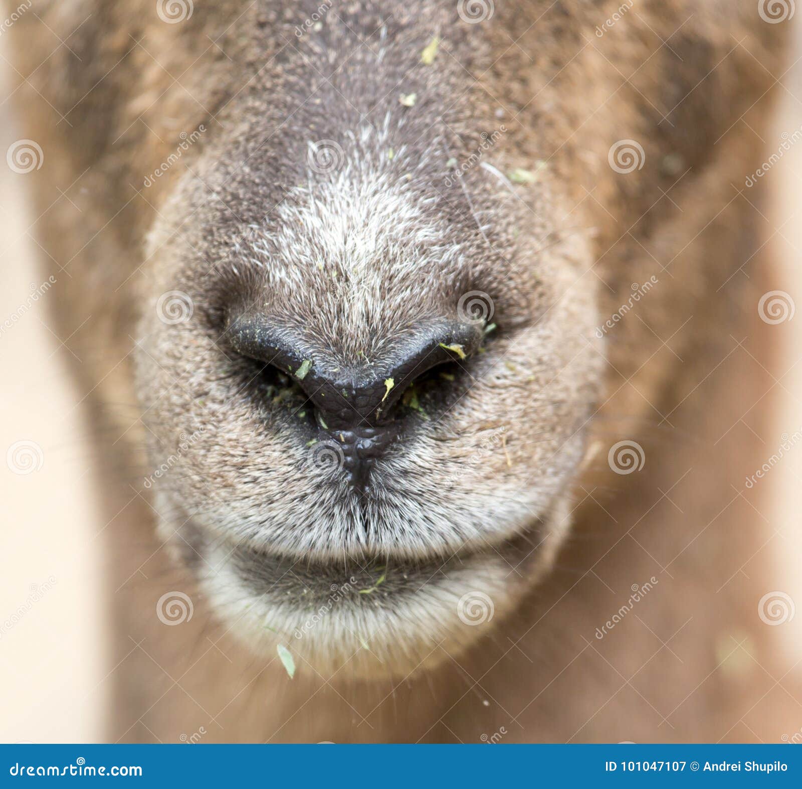 Nose sheep stock image. Image of wool, snout, farming - 101047107