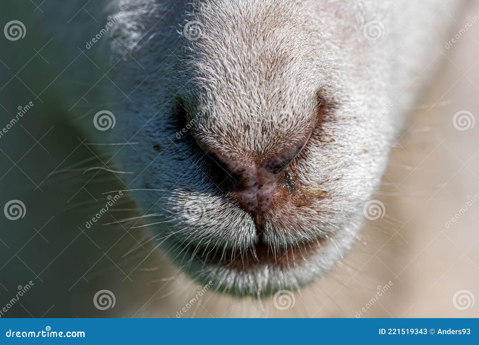 Nose snout of a young lamb stock image. Image of baby - 221519343