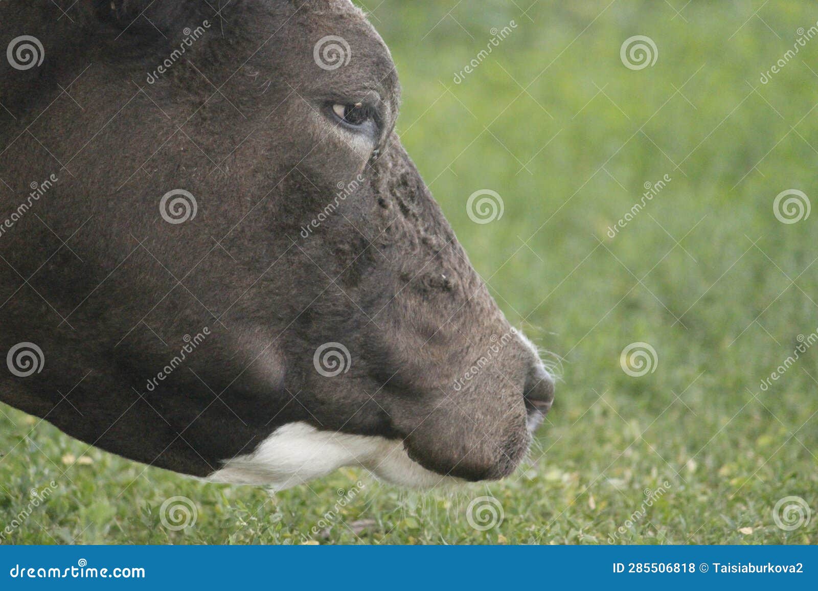 It& x27;s a cow stock photo. Image of horns, nature - 285506818
