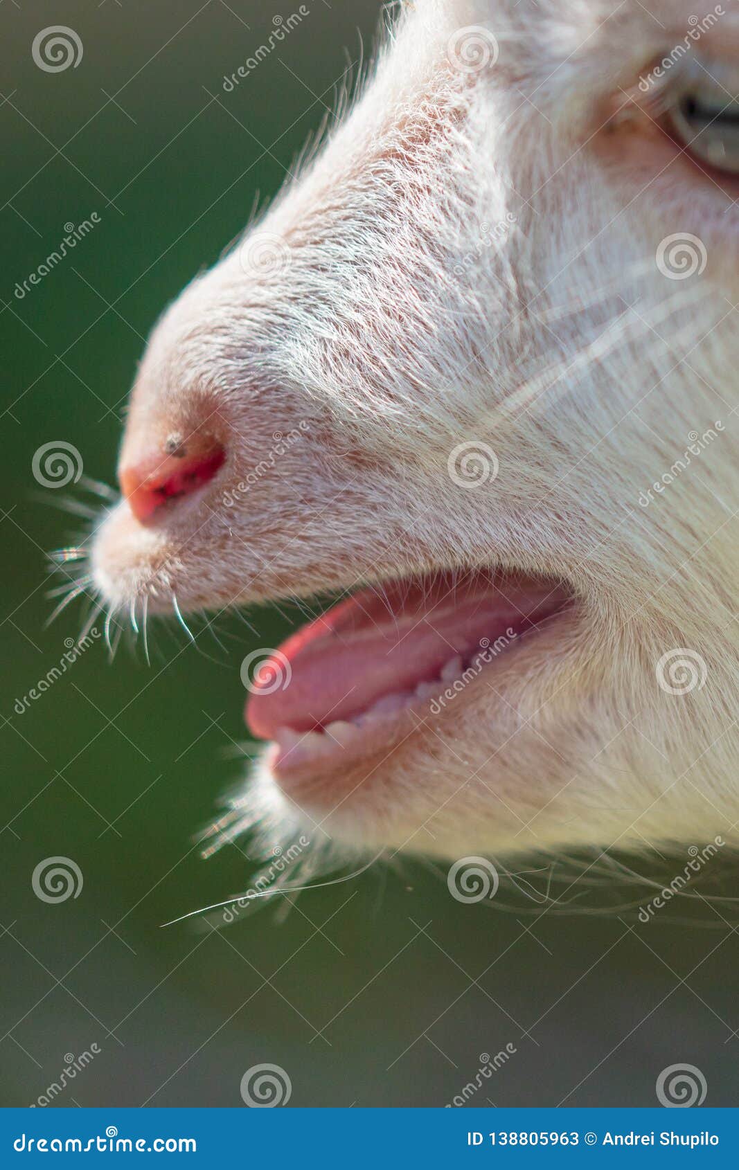 Nose in a White Goat in Nature Stock Image - Image of food, head: 138805963