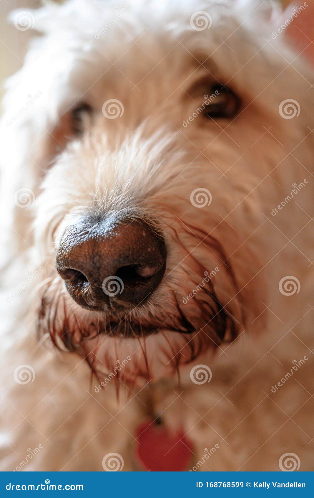Nose of White Labradoodle stock image. Image of snout - 168768599