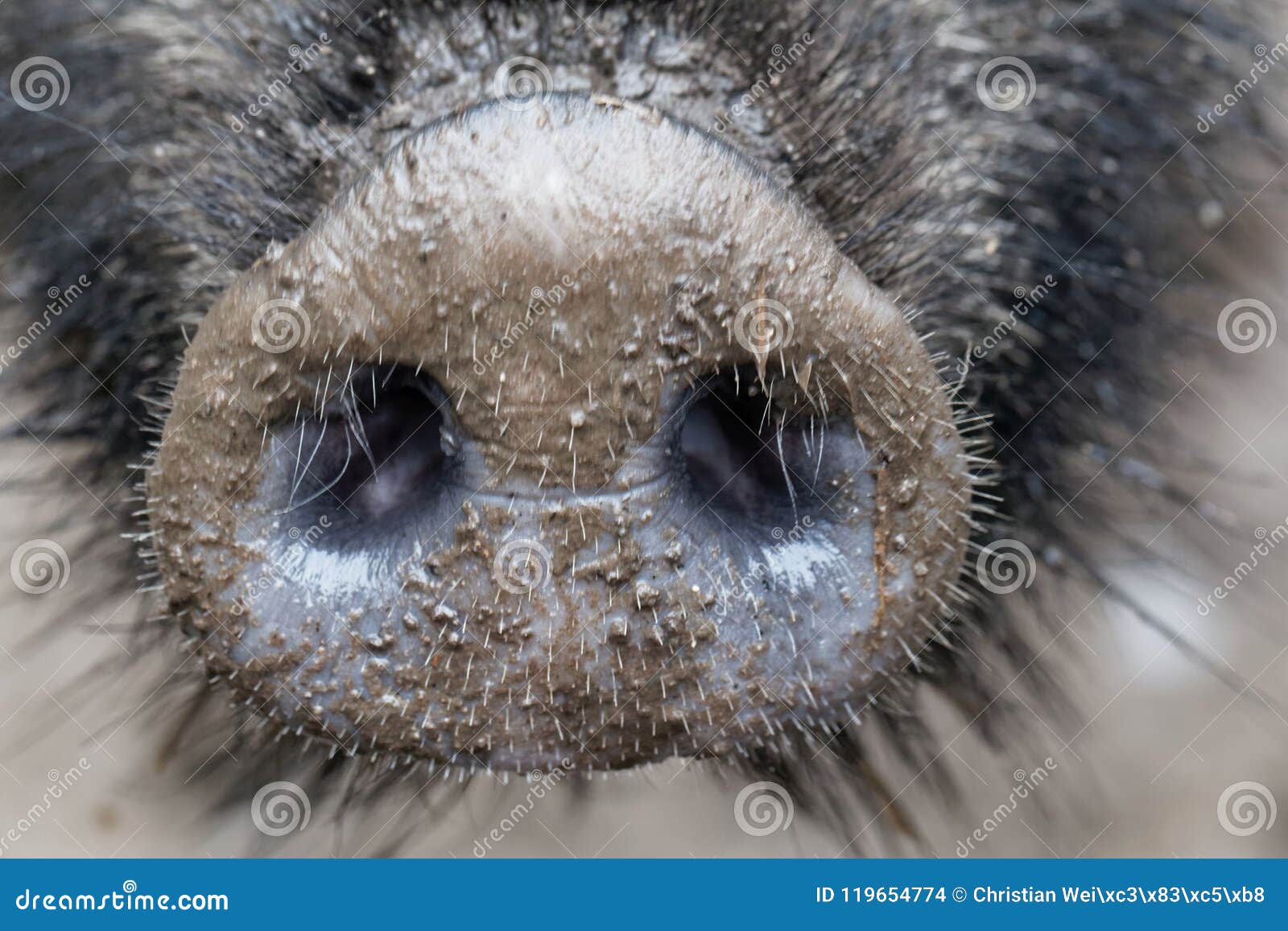 Nose of a wild boar stock photo. Image of brown, boar - 119654774