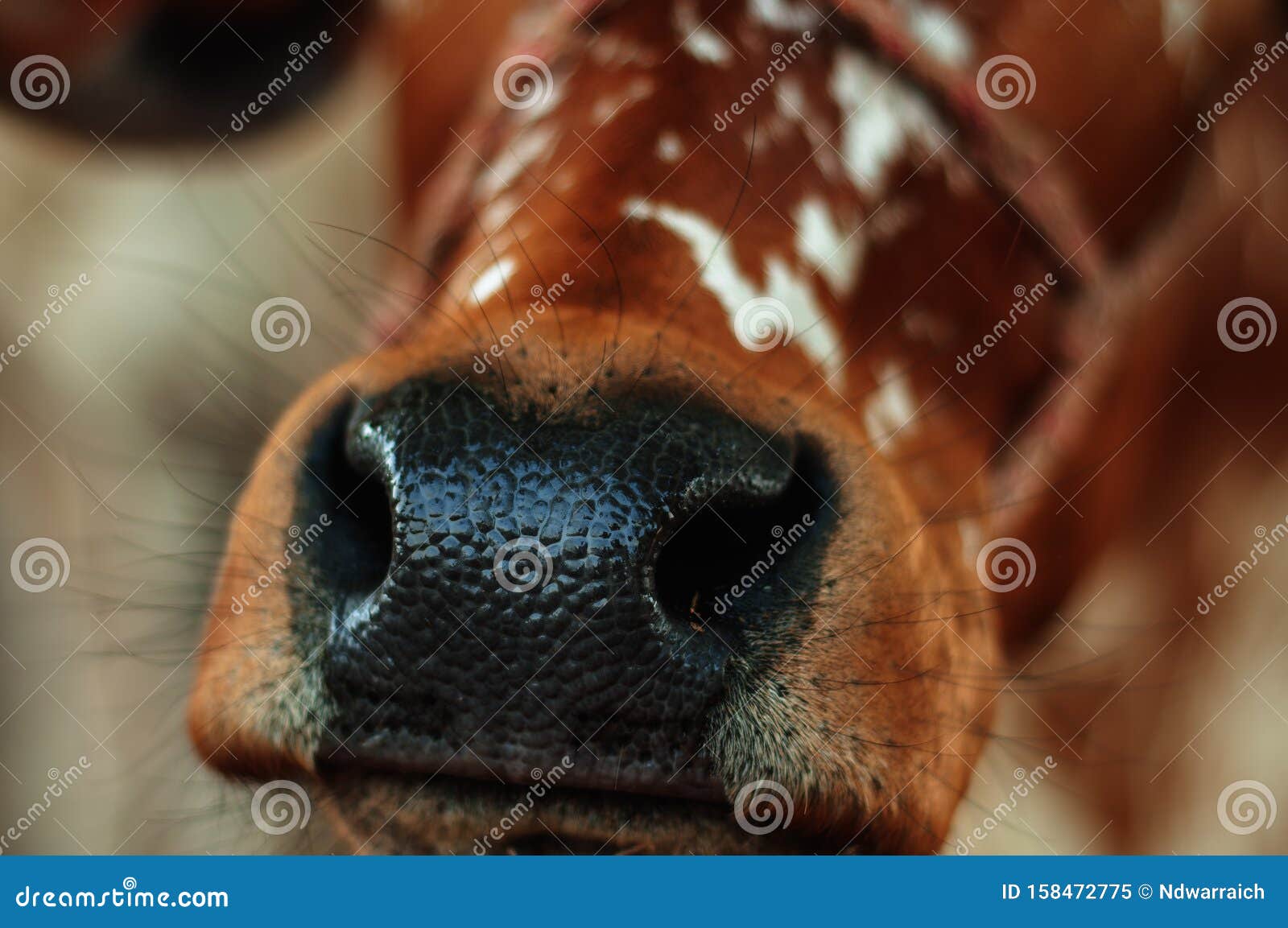 Nose of the young calf stock image. Image of funny, dairy - 158472775