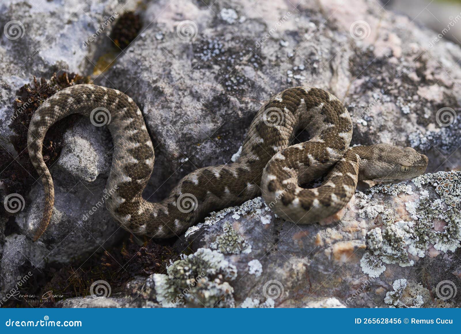 Nosed Viper on a Rock. Vipera Ammodytes Stock Photo - Image of closeup ...