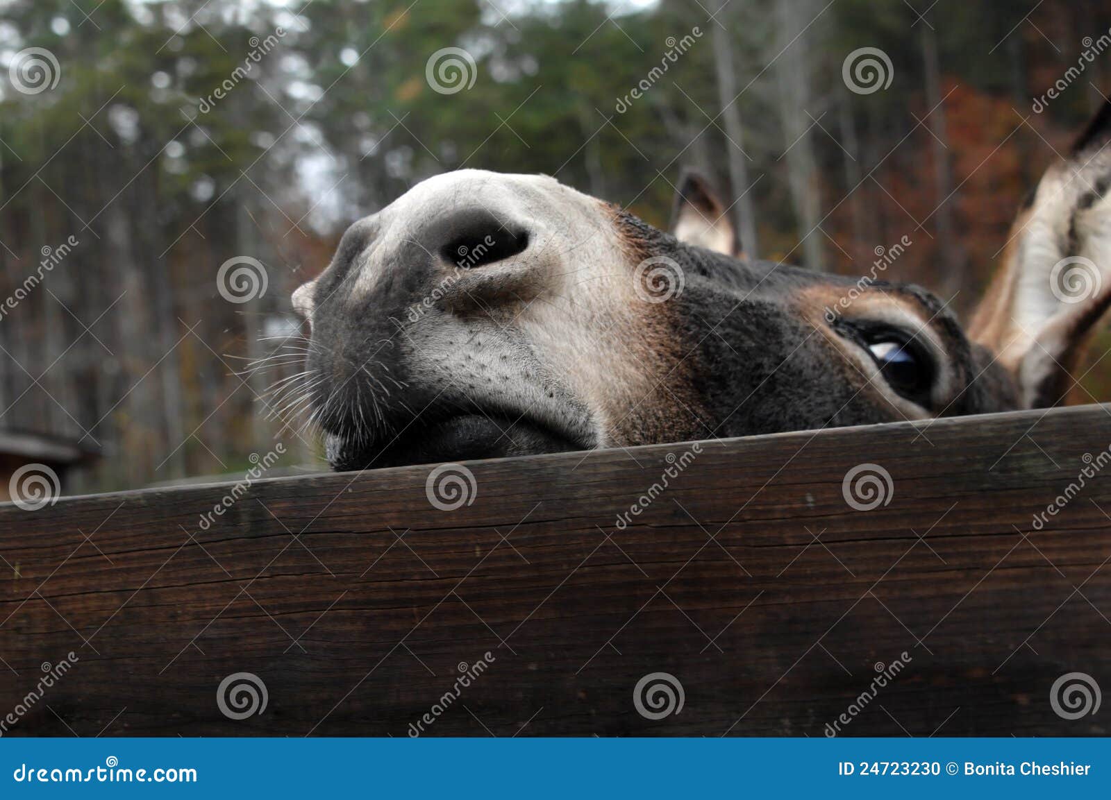 Nosey stock photo. Image of rustic, humorous, comical - 24723230