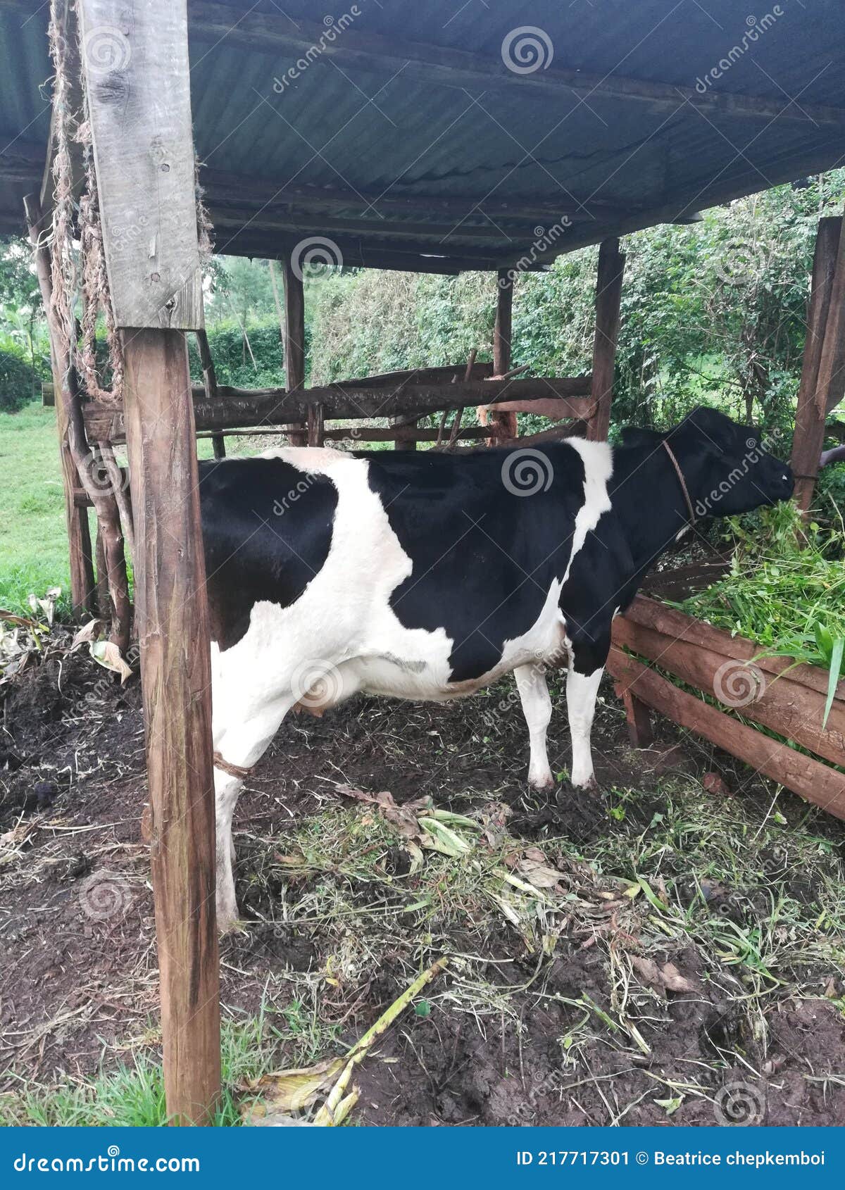 Nossa Vaca Pronta Para Ser Ordenhada Imagem de Stock - Imagem de ...