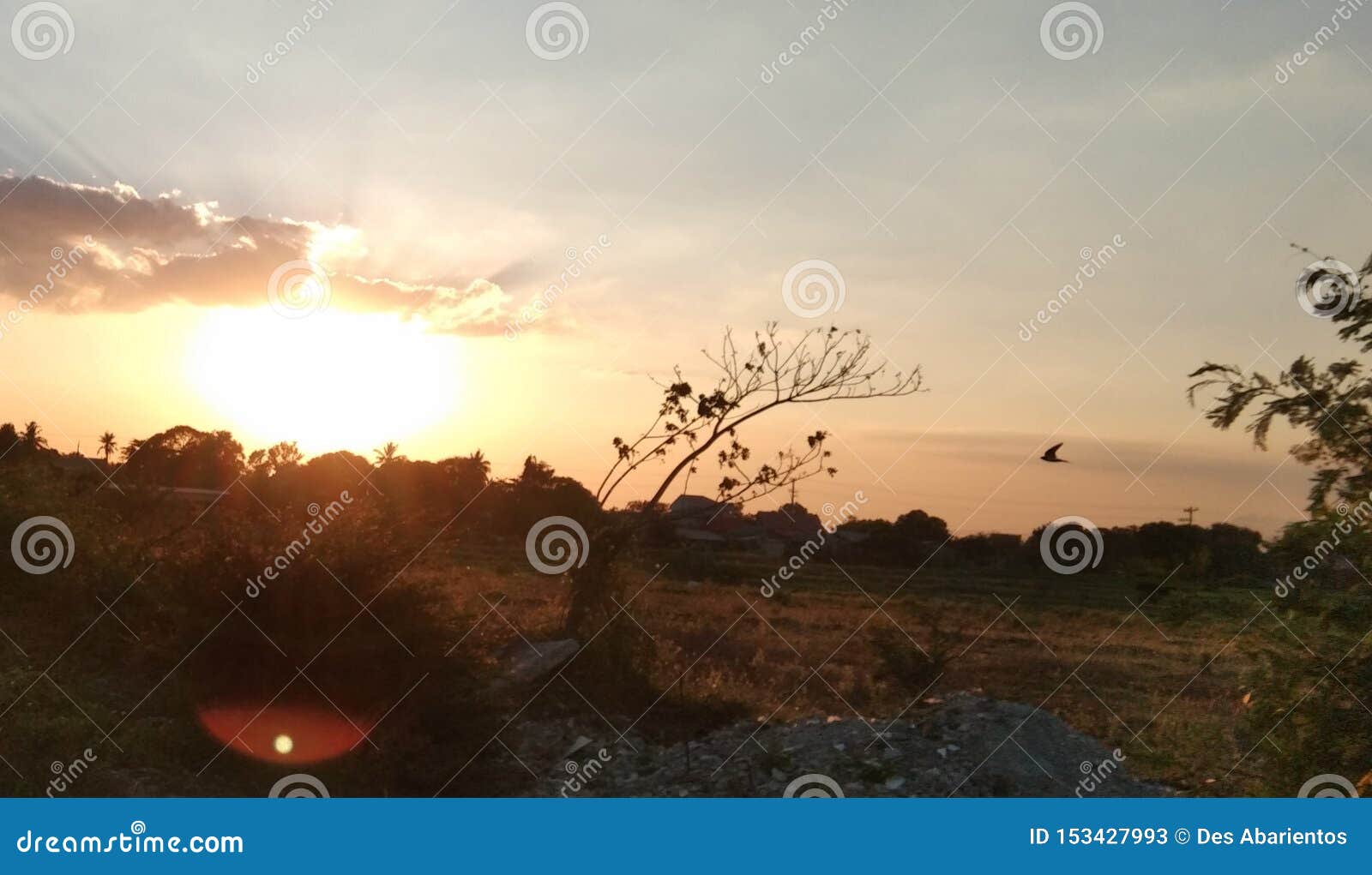 Nostalgia stock image. Image of bird, creation, nostalgia - 153427993