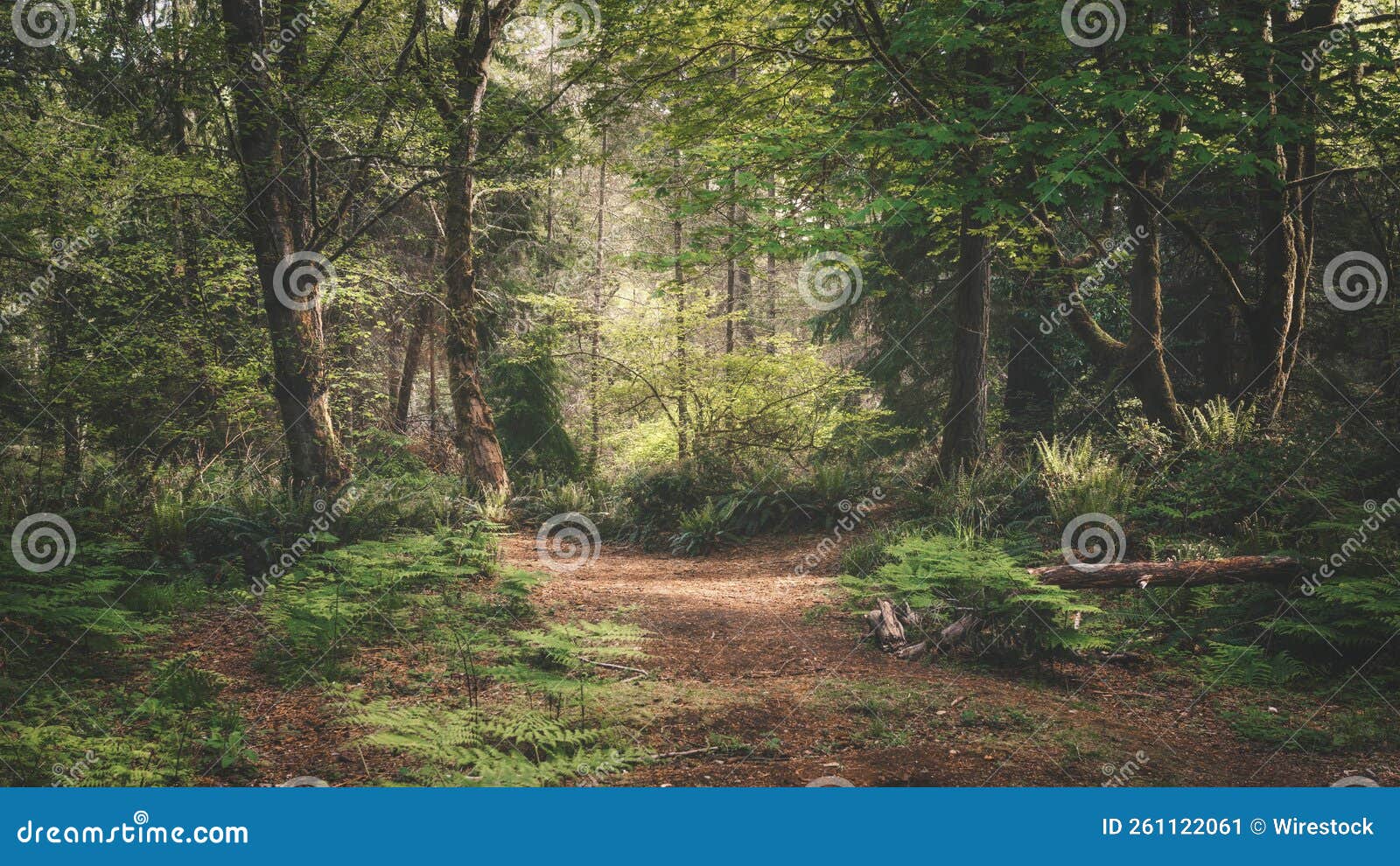 Nostalgic Woodland Scene with a Path into the Forest. Stock Image ...