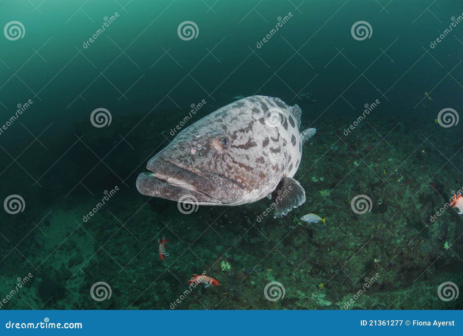 Nosy fish stock image. Image of tukula, ocean, rock, water - 21361277