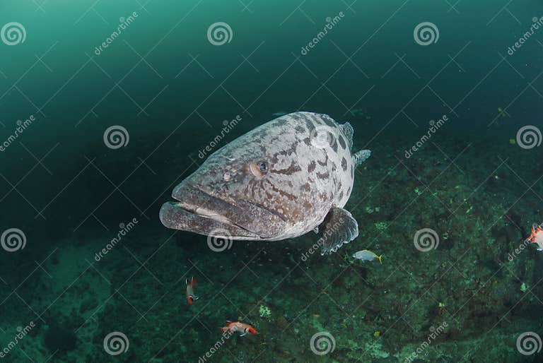 Nosy fish stock image. Image of tukula, ocean, rock, water - 21361277