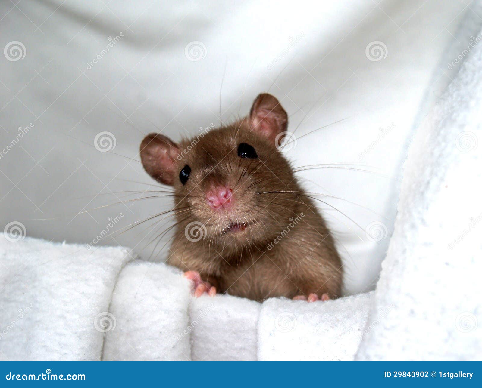 Rat (15) stock photo. Image of funny, creature, closeup - 29840902