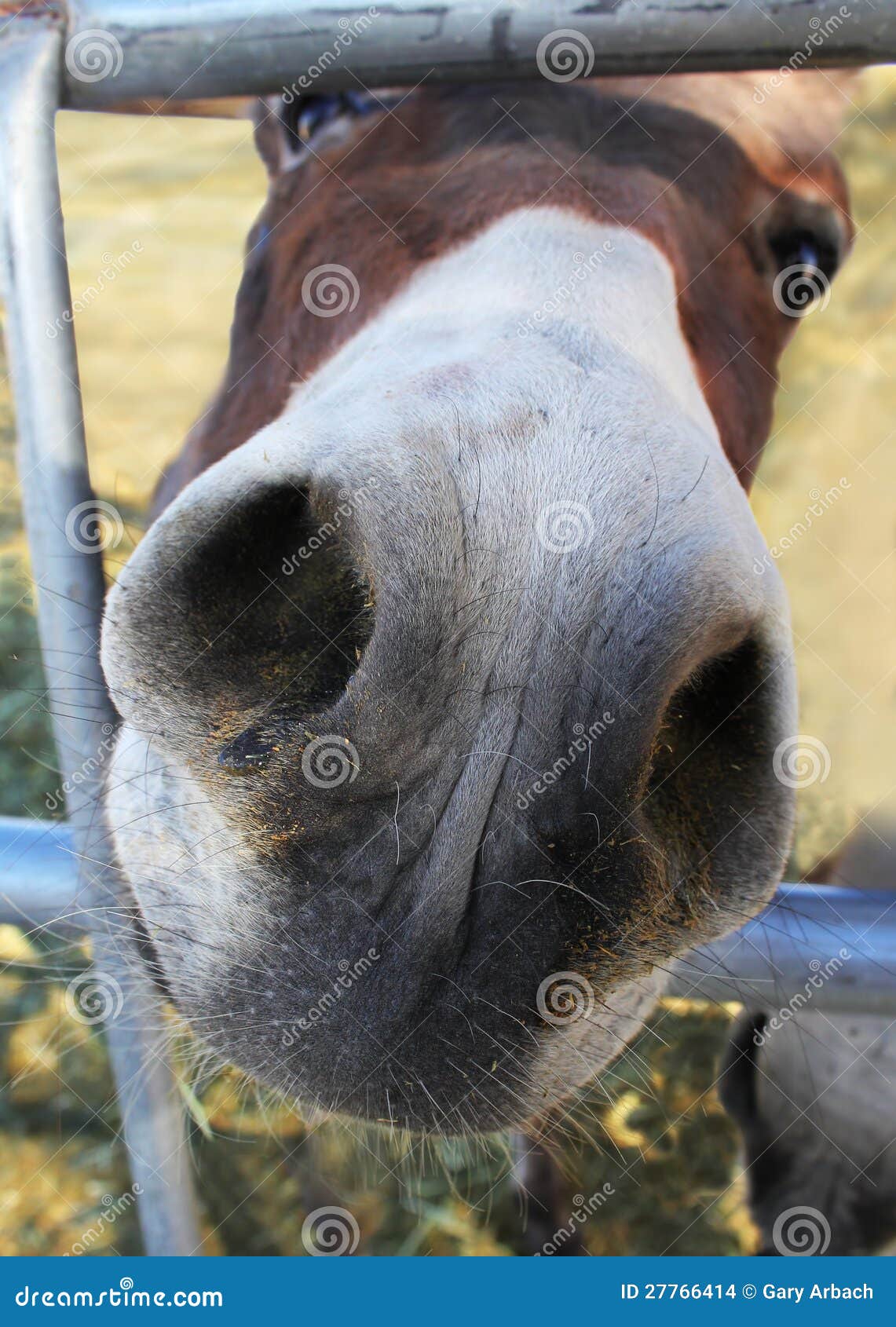 Nosy Mule stock photo. Image of expressive, foreground - 27766414