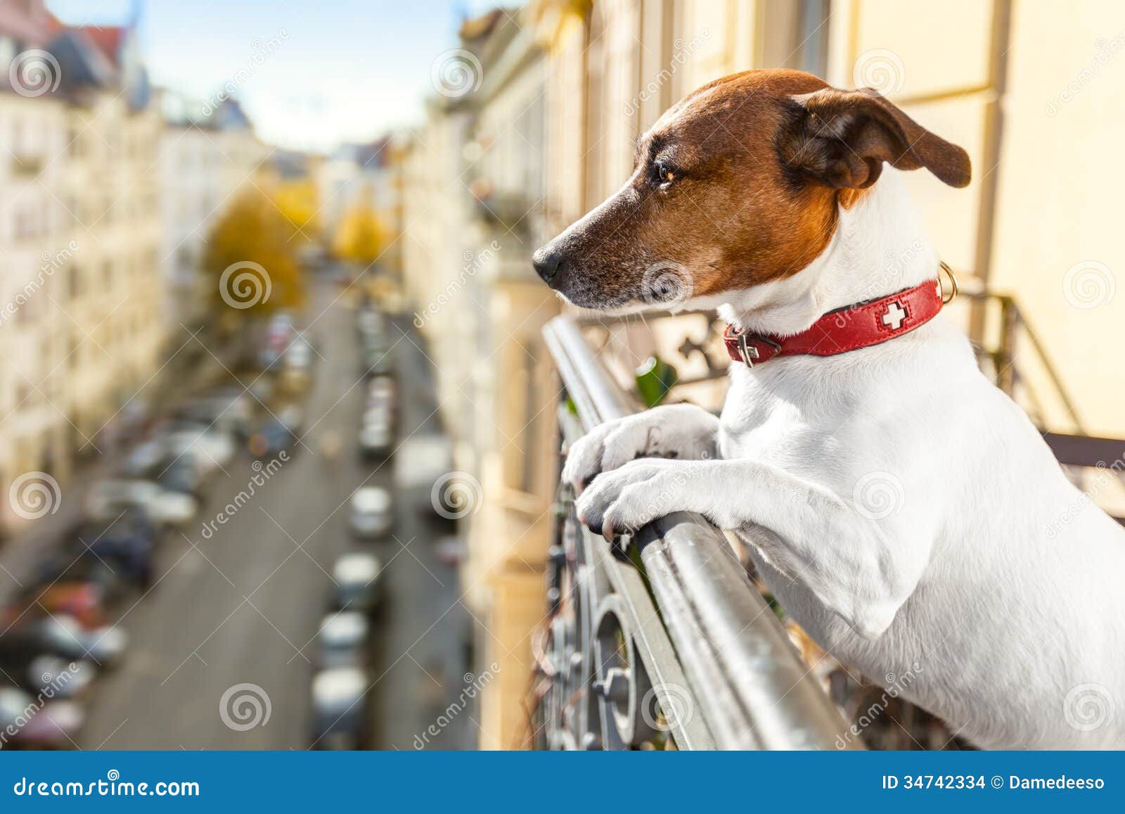Nosy watching dog stock photo. Image of enjoying, outdoor - 34742334