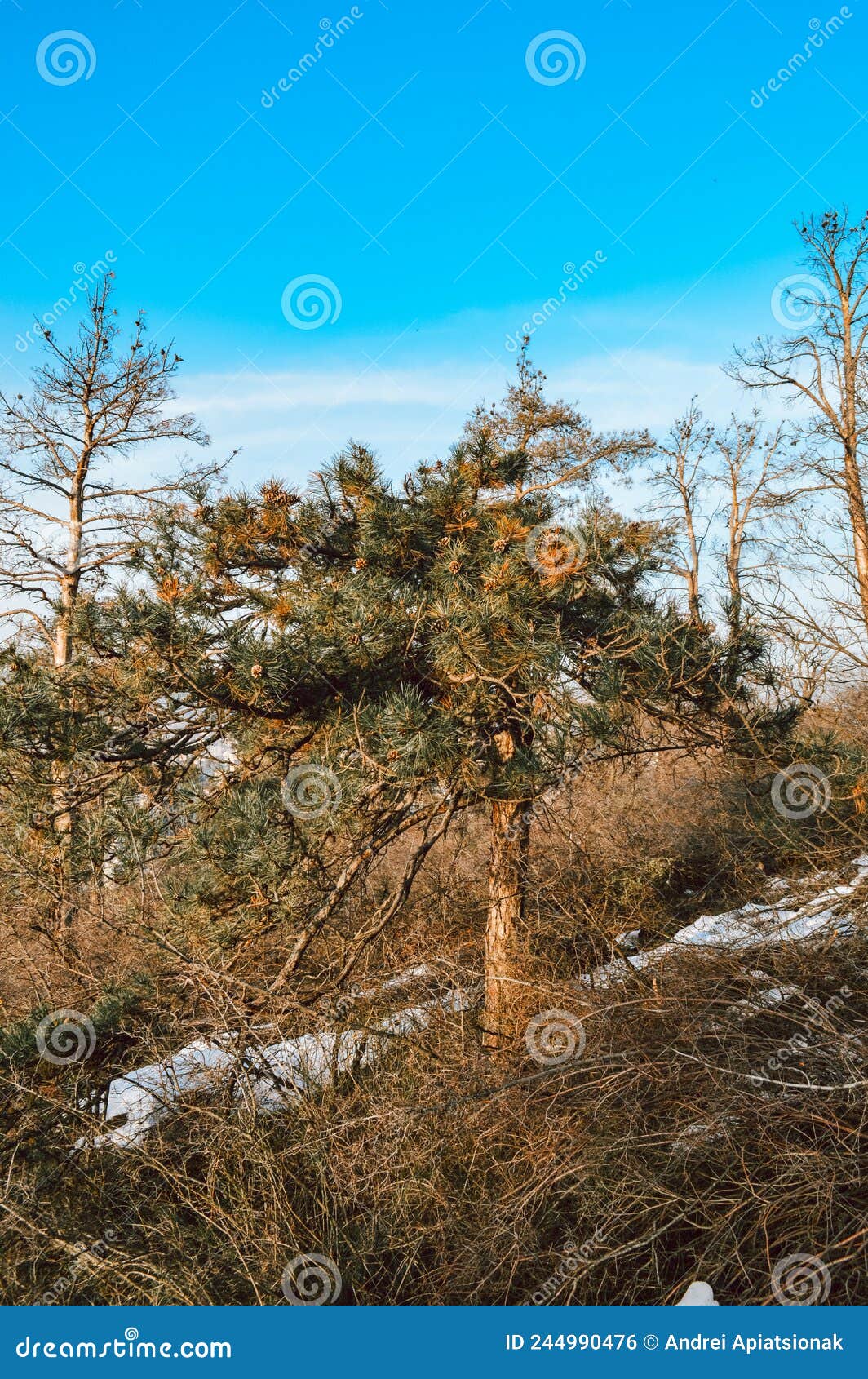 Not a Big Pine on the Slope Stock Photo - Image of spruce, tree: 244990476