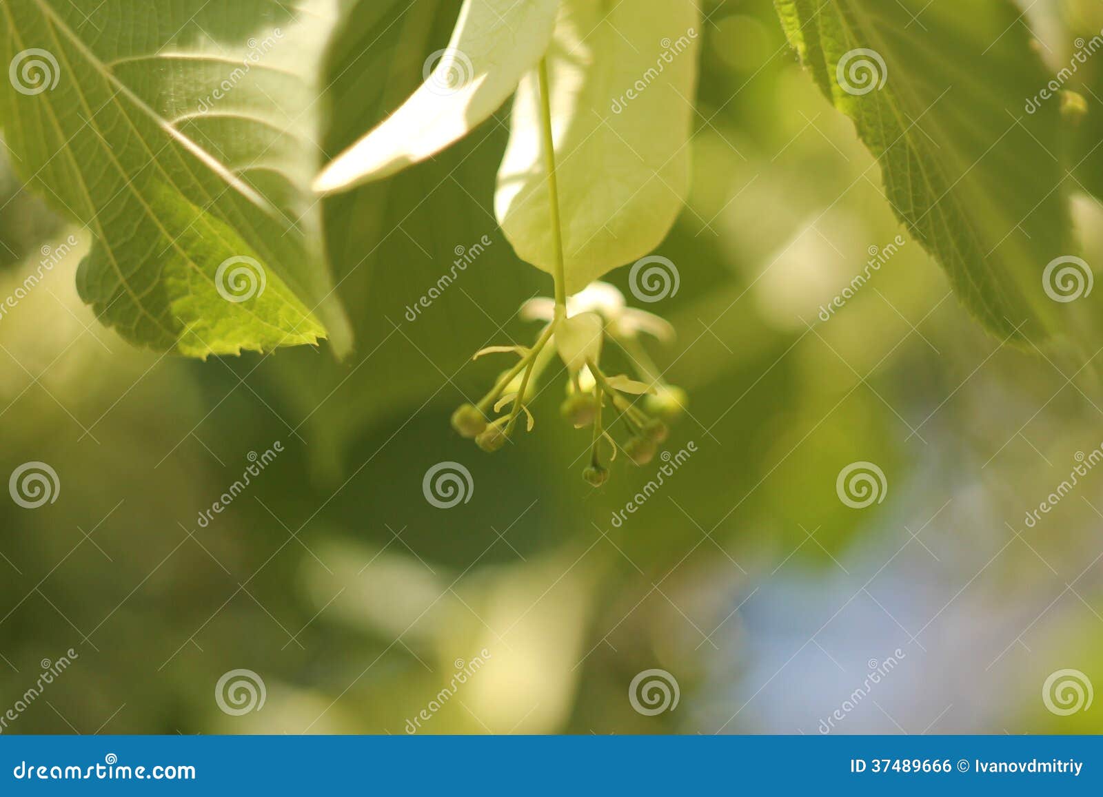Not Bloom Flowers on the Tree Stock Photo - Image of greens, garden ...