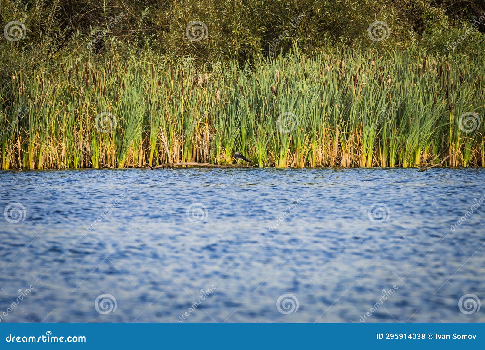 Not calm water on the lake stock photo. Image of beautiful - 295914038