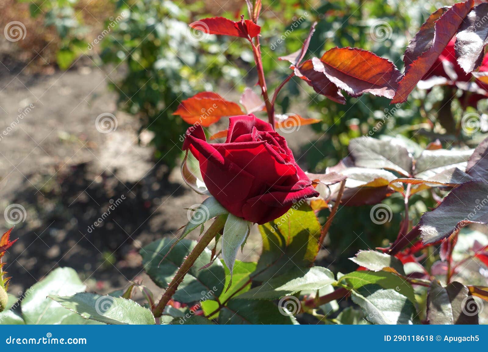 Not Completely Opened Flower of Red Rose in September Stock Photo ...
