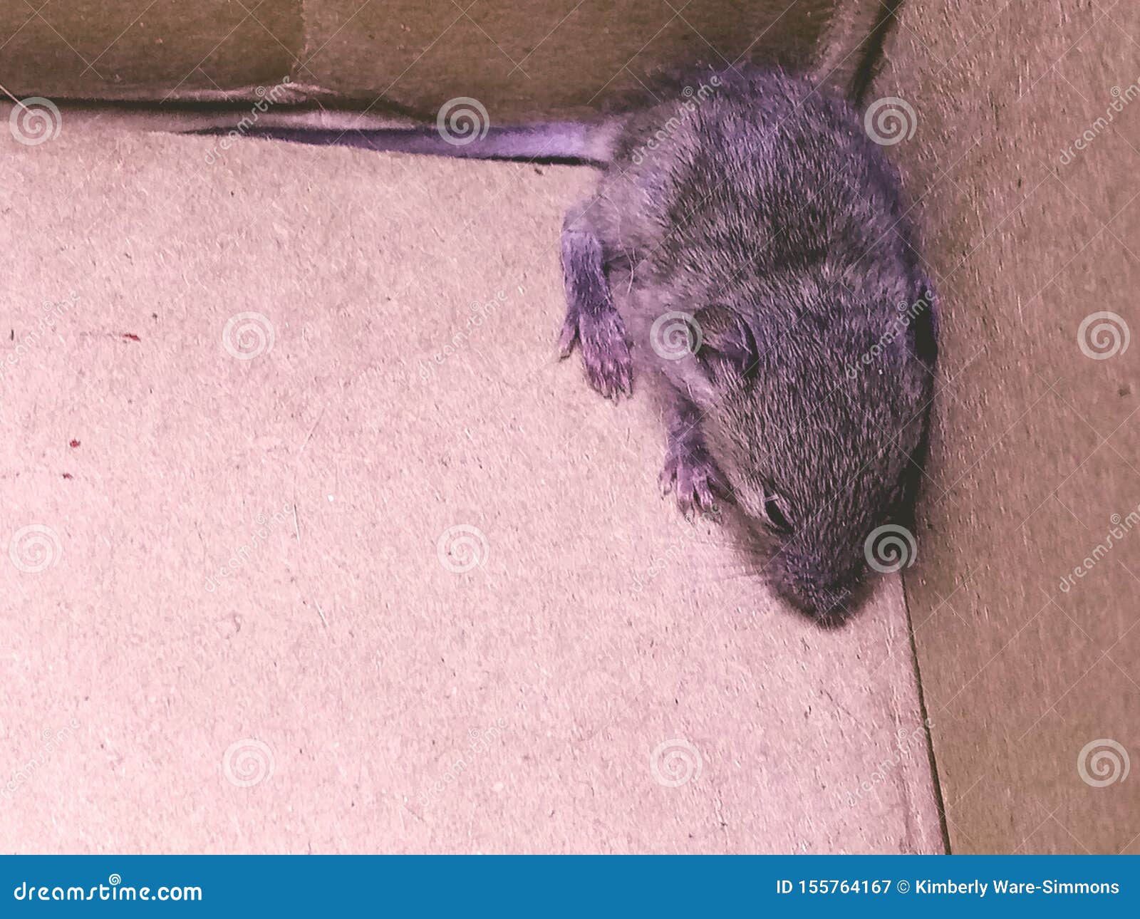 Not-so-Cute stock image. Image of cute, unwanted, baby - 155764167