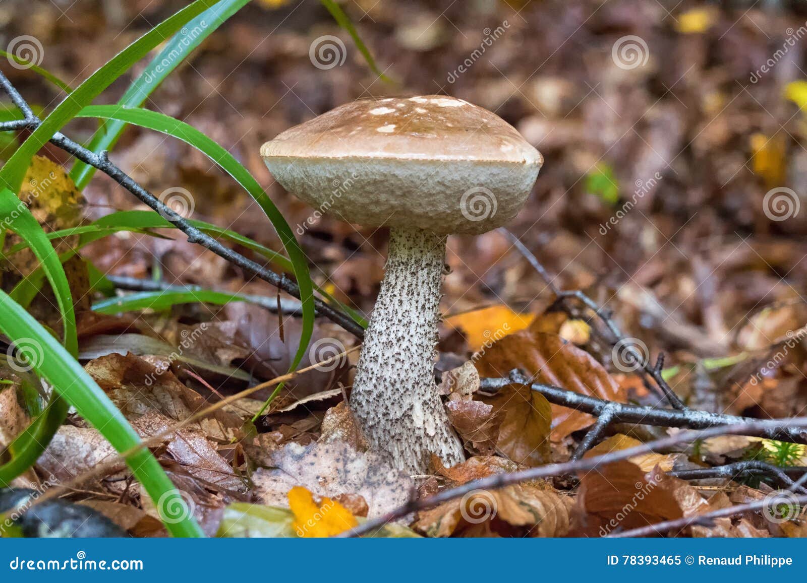 Not Edible Mushroom in the Forest Stock Image - Image of felleus ...