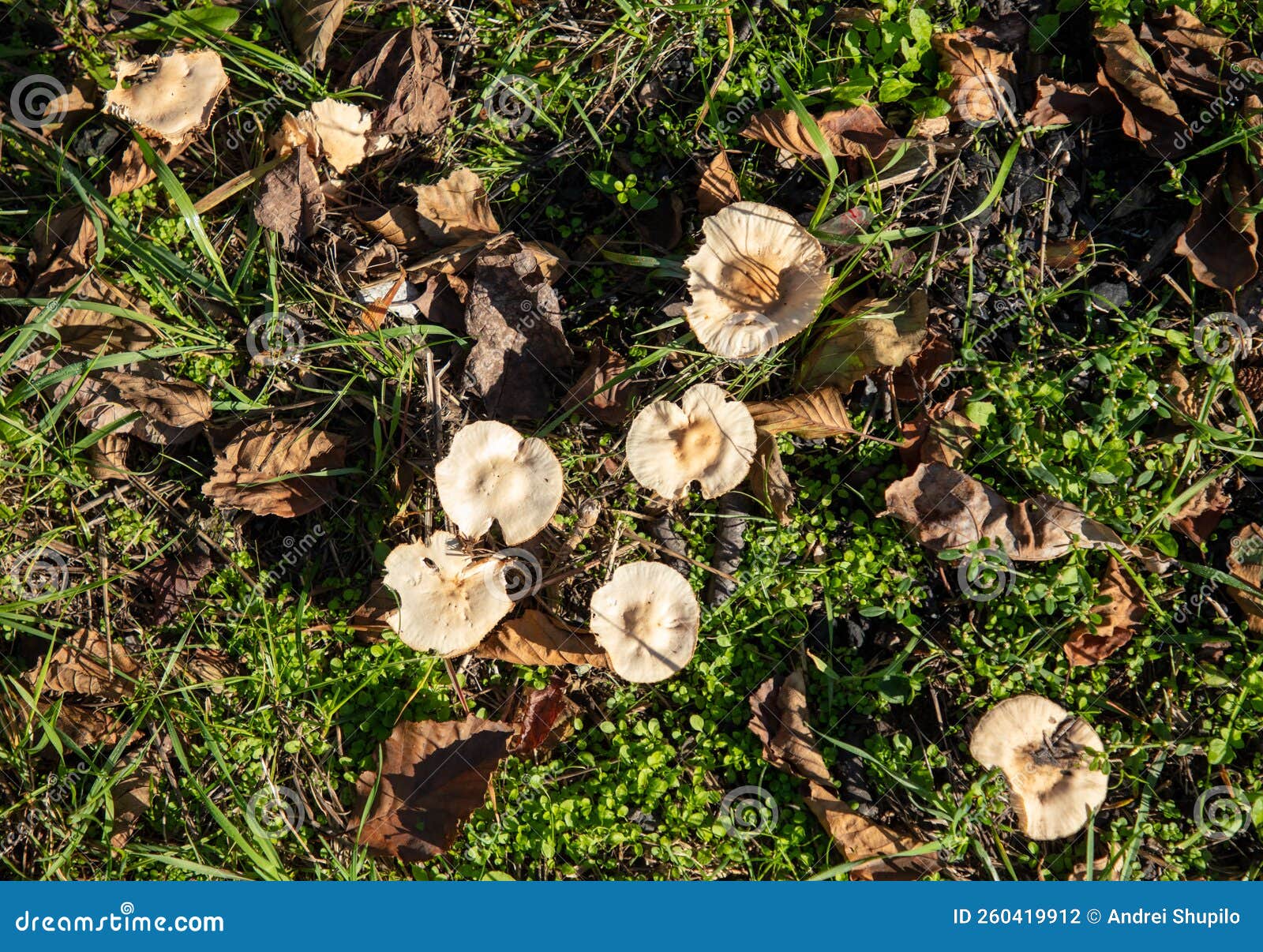 Not a Edible Mushroom in the Woods. Stock Photo - Image of leaf ...