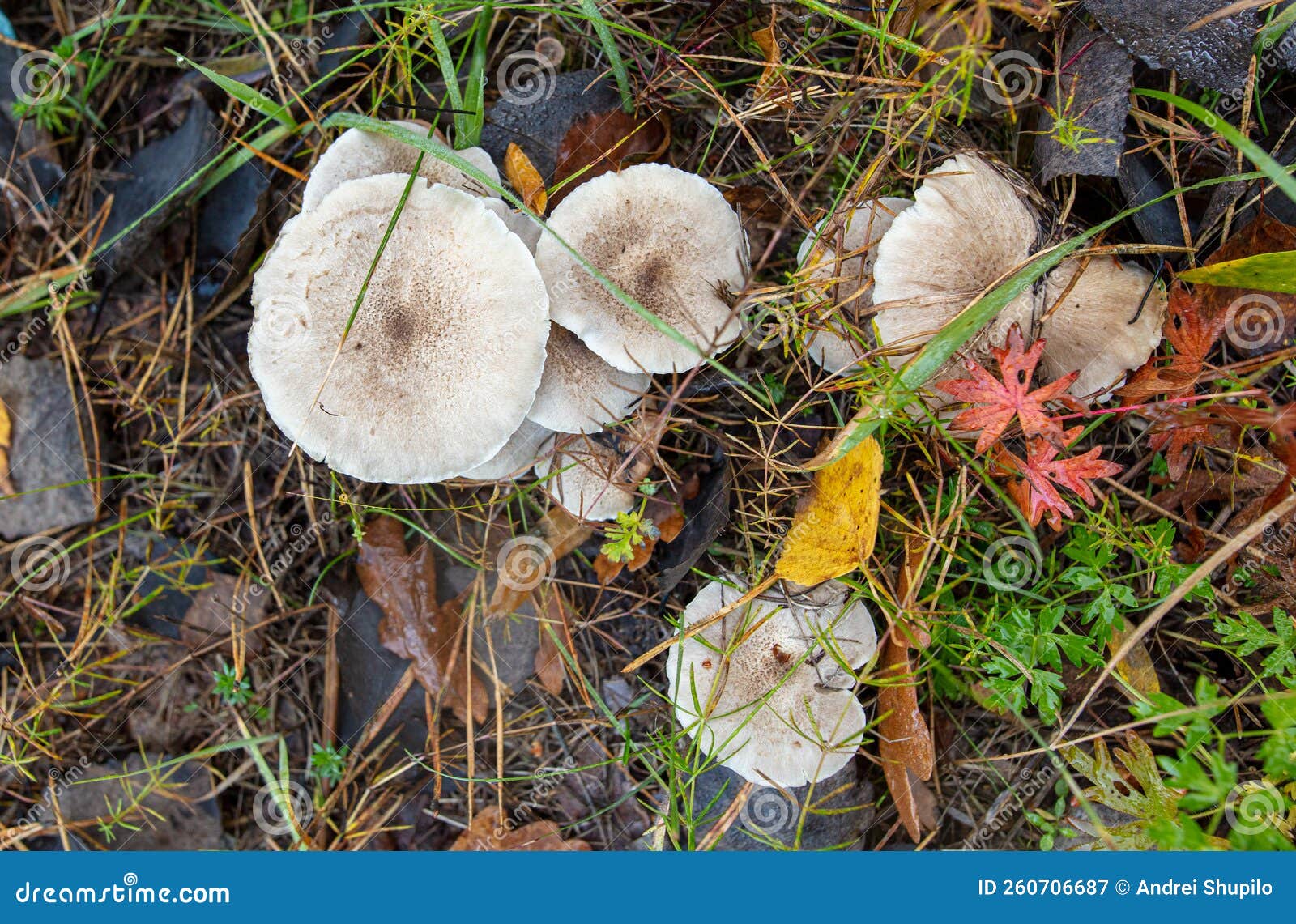 Not a Edible Mushroom in the Woods. Stock Image - Image of natural ...