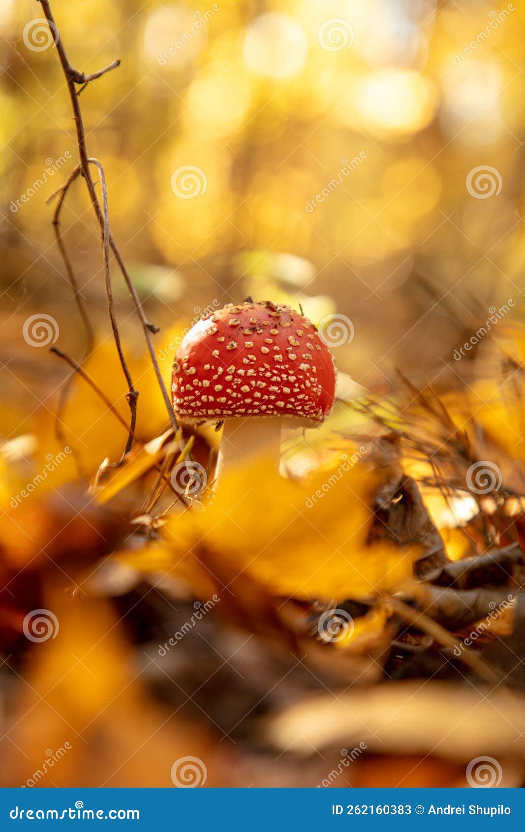 Not a Edible Mushroom in the Woods. Stock Image - Image of animal ...