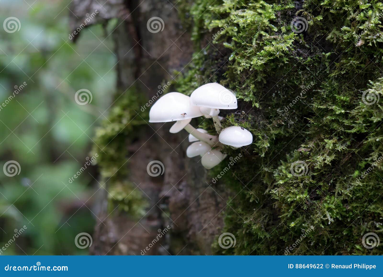 Not Edible Small Mushrooms in the Forest Stock Photo - Image of ...
