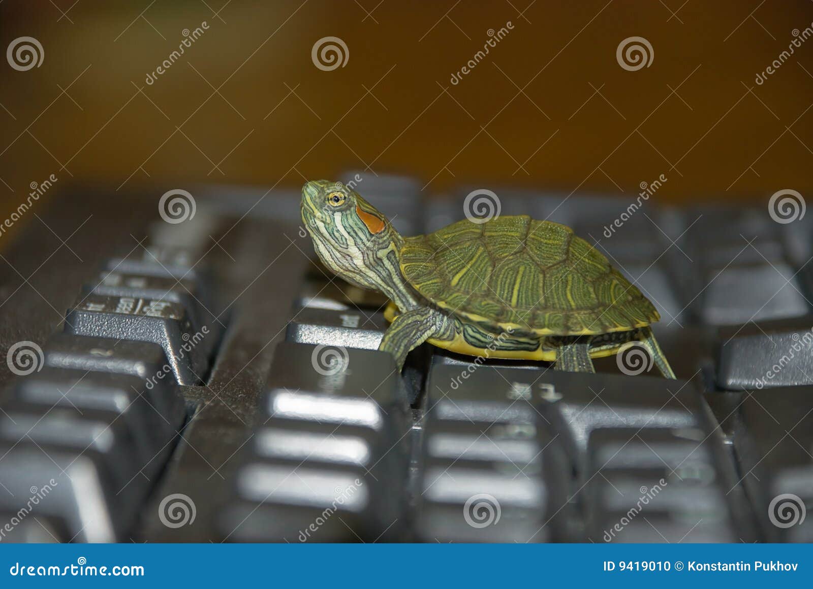 Not fast typing stock photo. Image of endurance, arid - 9419010