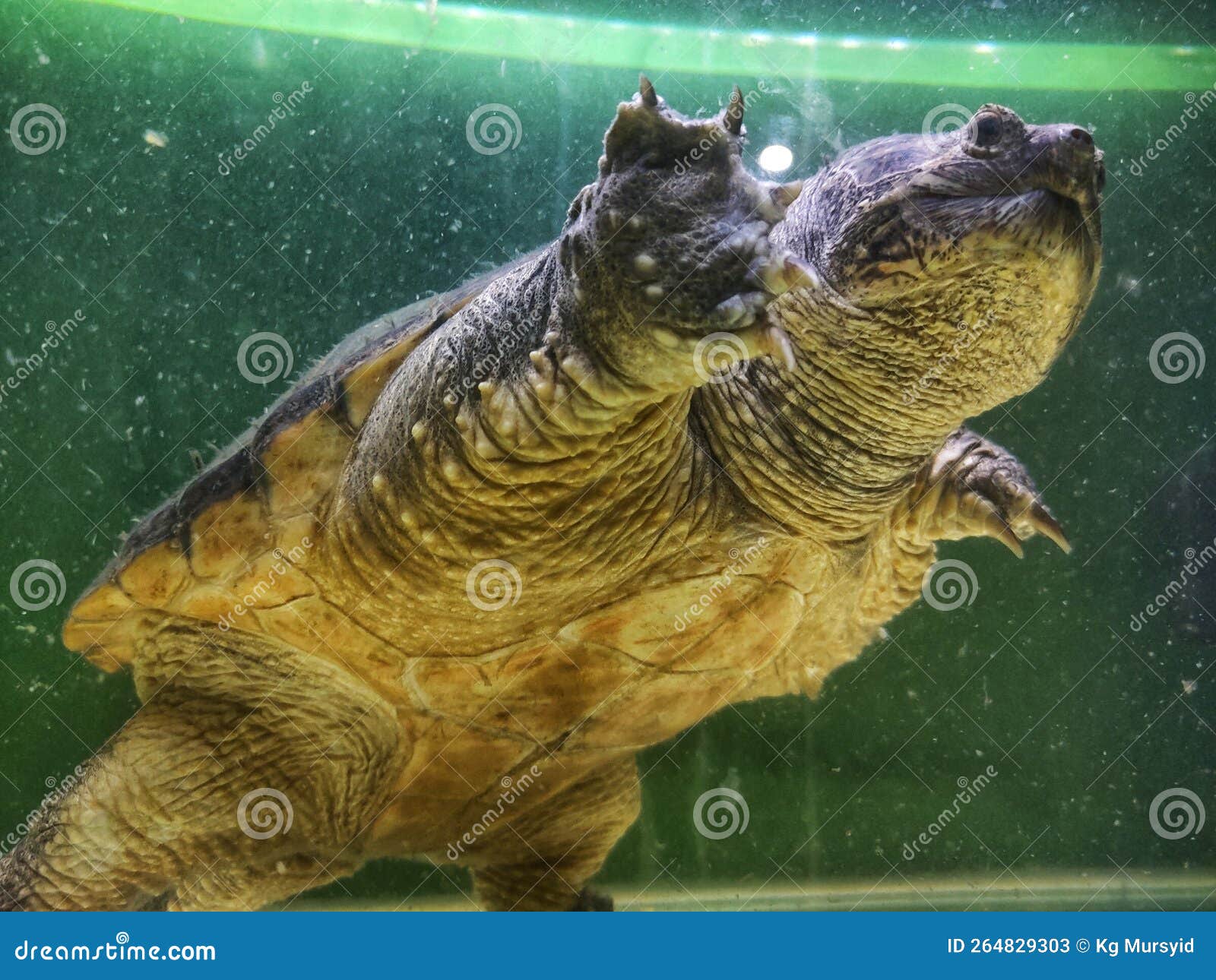 Not Focus Close-up View of the Common Snapping Turtle & X28;Chelydra ...