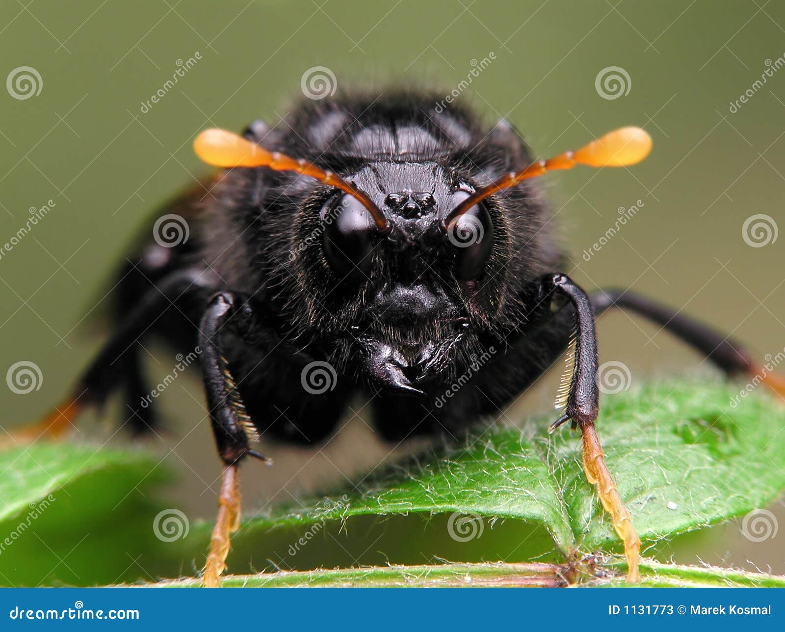 Yellow Gadflies Stock Photos - Free & Royalty-Free Stock Photos from ...
