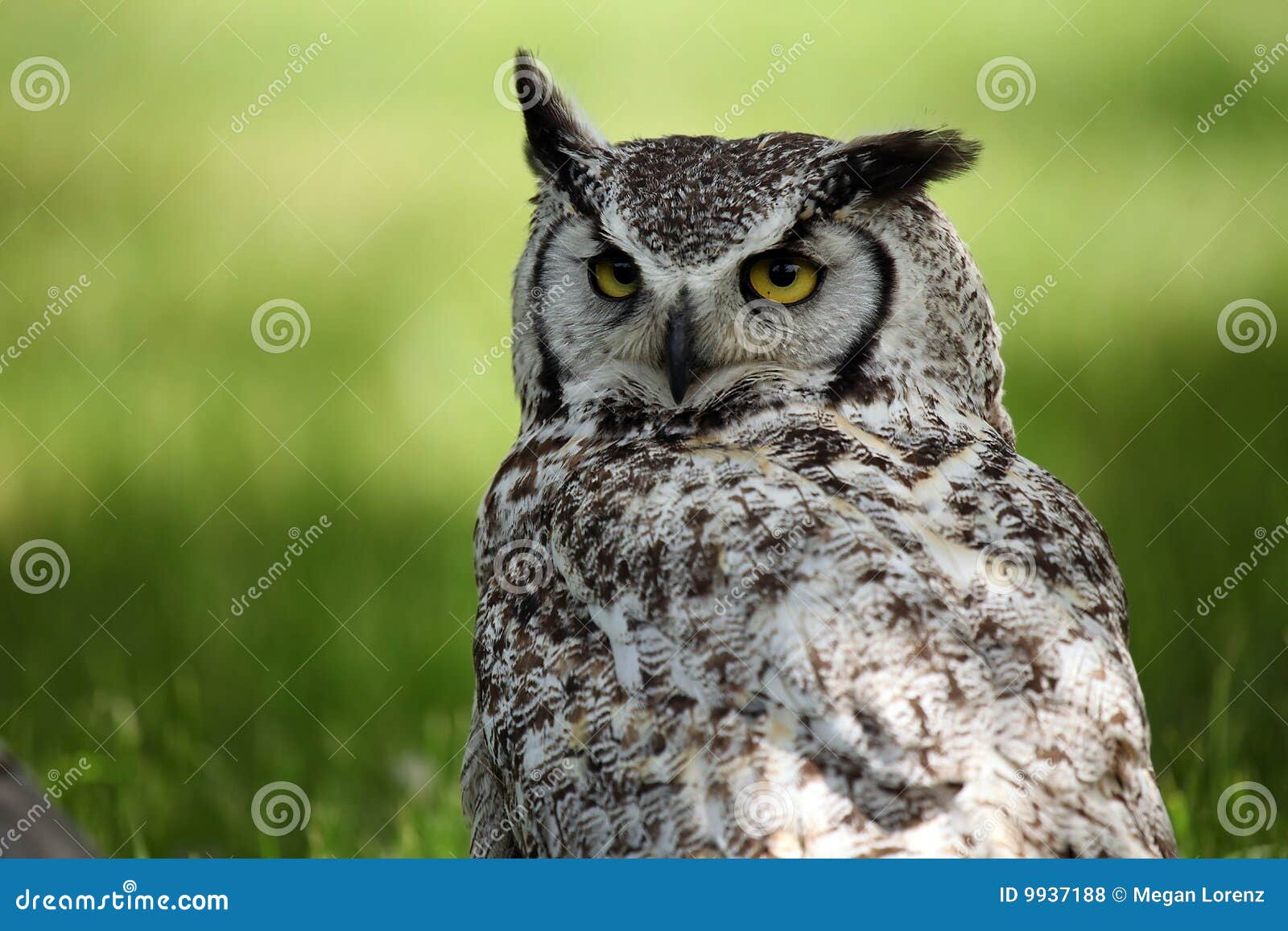 Not Impressed stock photo. Image of curious, watching - 9937188