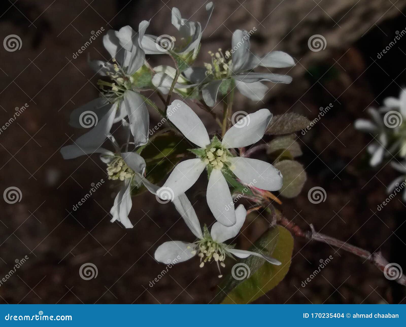 Not so Innocent stock photo. Image of innocent, white - 170235404