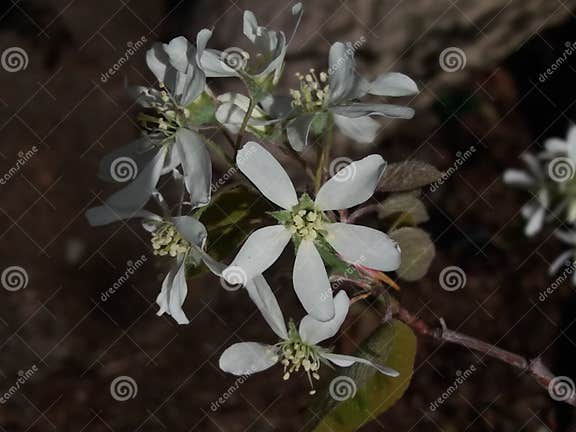 Not so Innocent stock photo. Image of innocent, white - 170235404