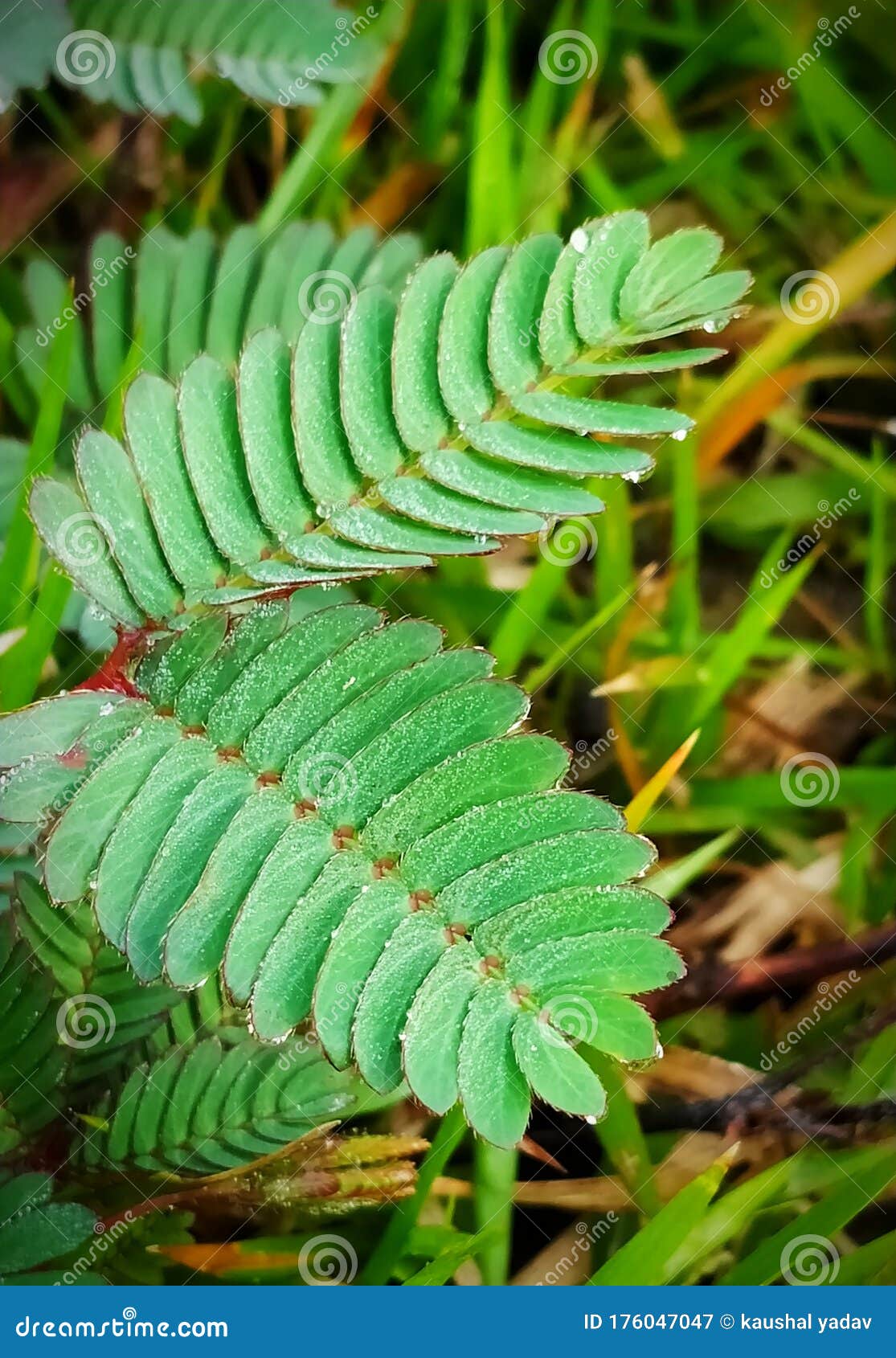 Touch Me Not Plant Also Denotes This Peculiarity. Shameplant Is Its ...