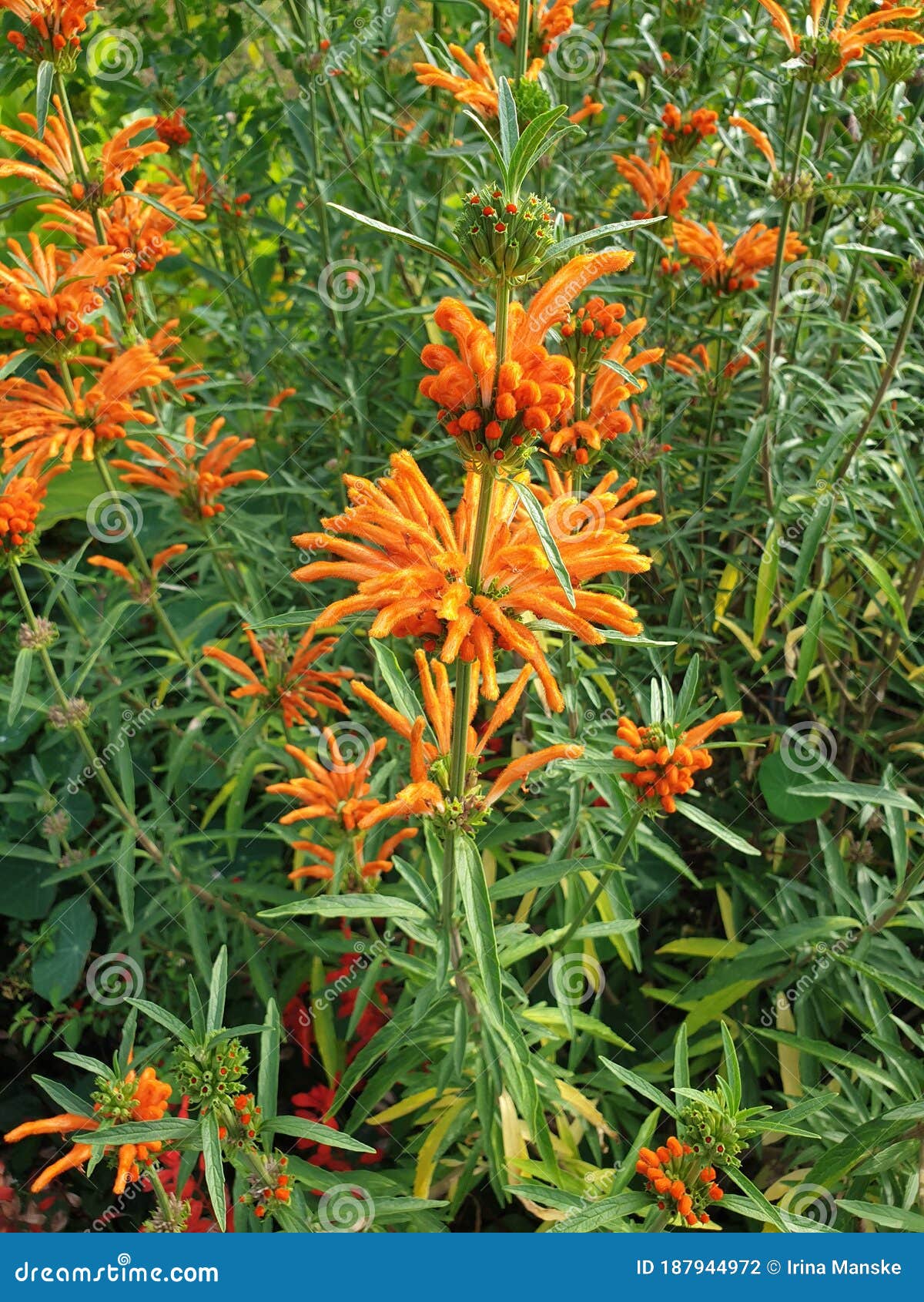 Not an ordinary flower stock photo. Image of woodland - 187944972