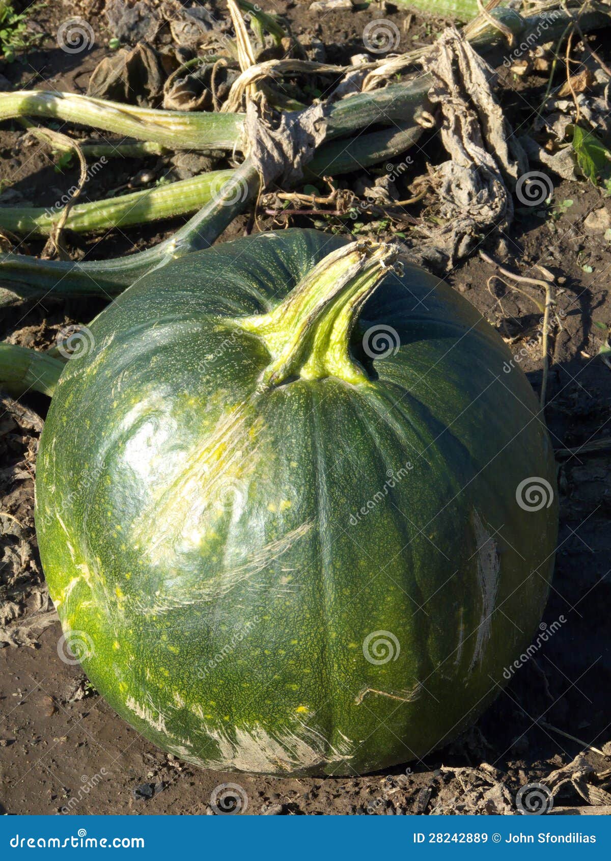 Not yet Ripe stock image. Image of organic, pumpkin, stem - 28242889