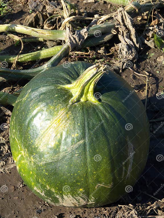 Not yet Ripe stock image. Image of organic, pumpkin, stem - 28242889