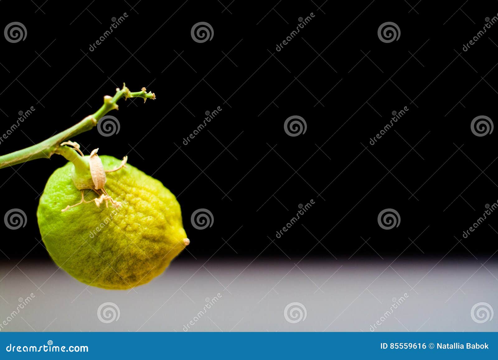 Not Ripe Fruit Lemon on a Branch on a Black Background Stock Photo ...