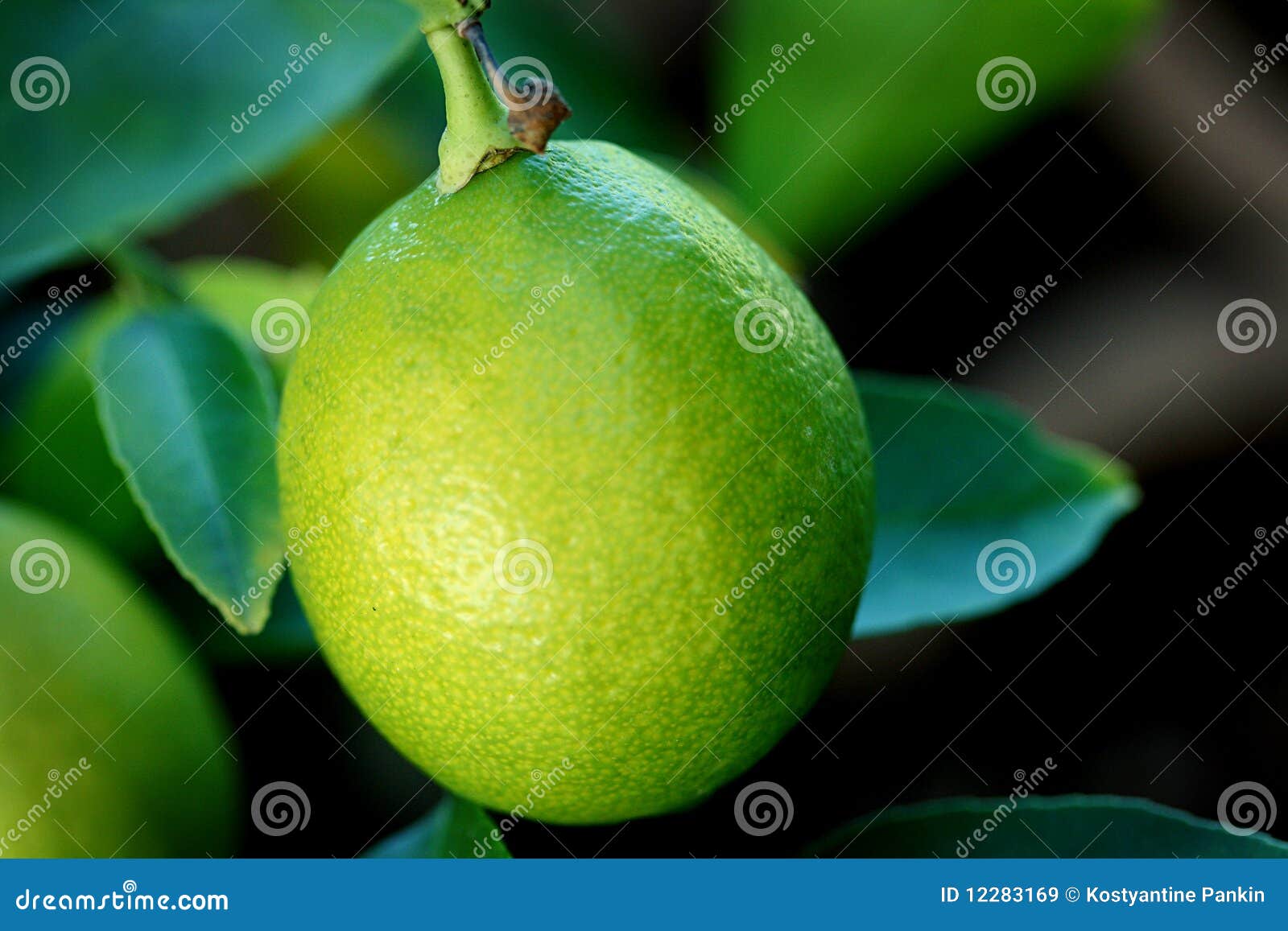 Not a ripe lemon stock image. Image of fruit, leaf, natural - 12283169
