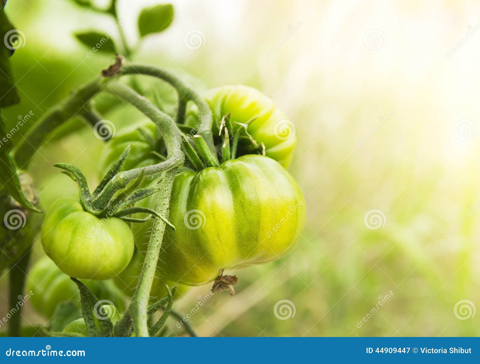 Not Ripe Tomatoes in Garden Stock Image - Image of colors, crop: 44909447