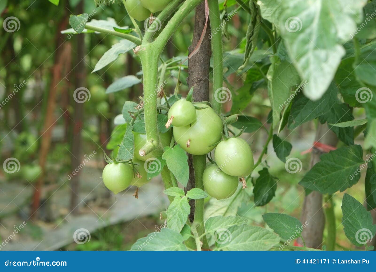Not ripe tomatoes stock image. Image of process, natural - 41421171