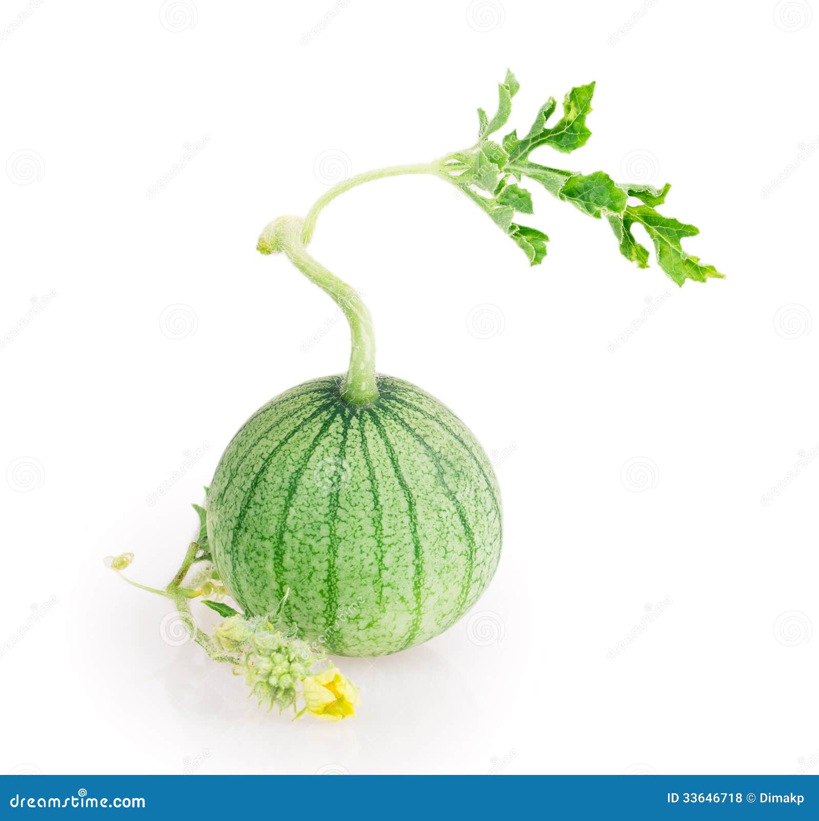 Not ripe watermelon stock photo. Image of snack, round - 33646718