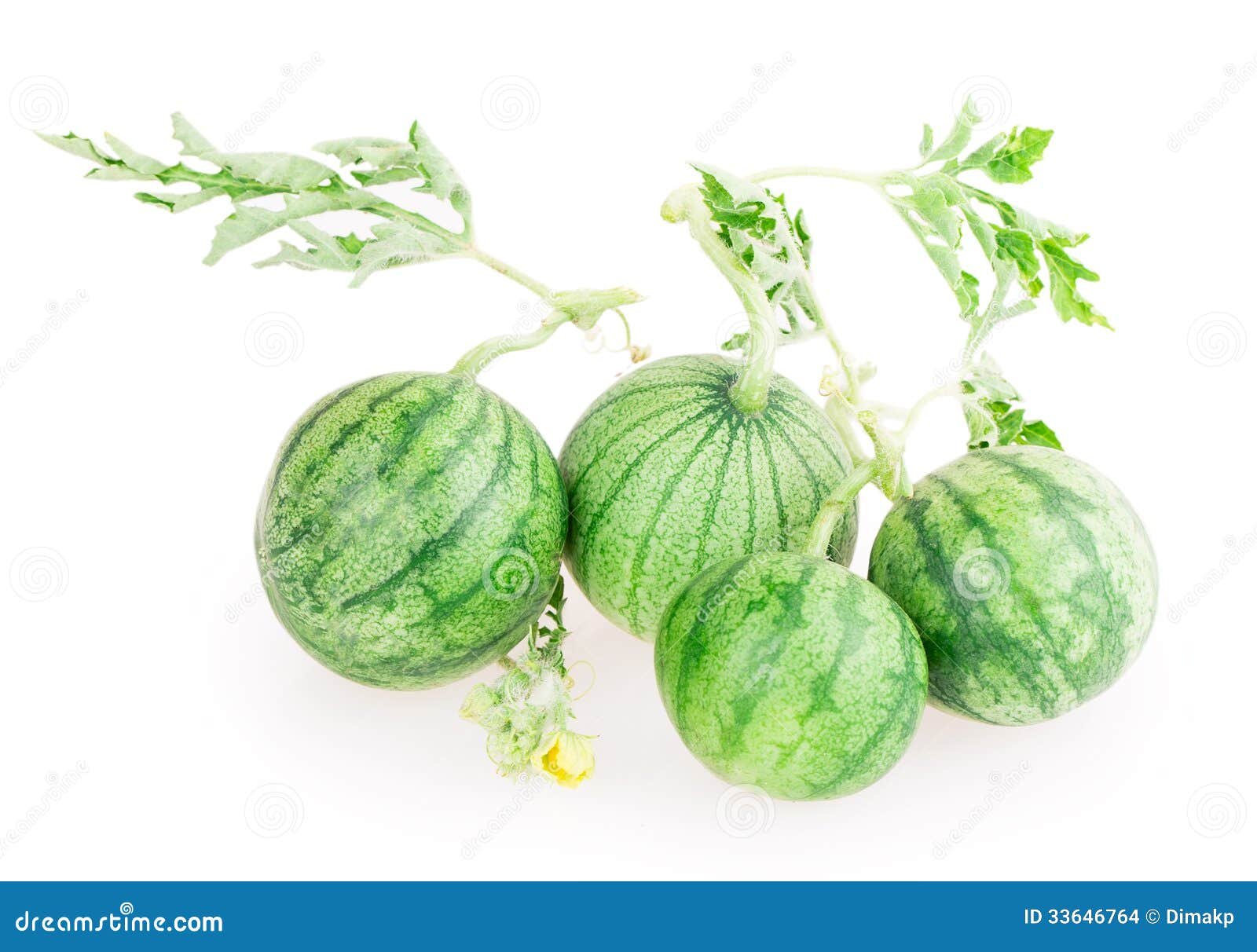 Not ripe watermelon stock photo. Image of food, melons - 33646764